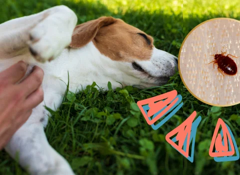 Can Pets Carry Bed Bugs? A Complete Breakdown for Pet Owners (Evidence ...