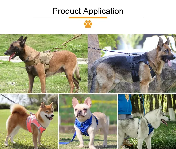 Daidaitaccen Ƙwarar Karen Nailan Tare da Ƙarfe & Igiya, Mafi Kyawun ...